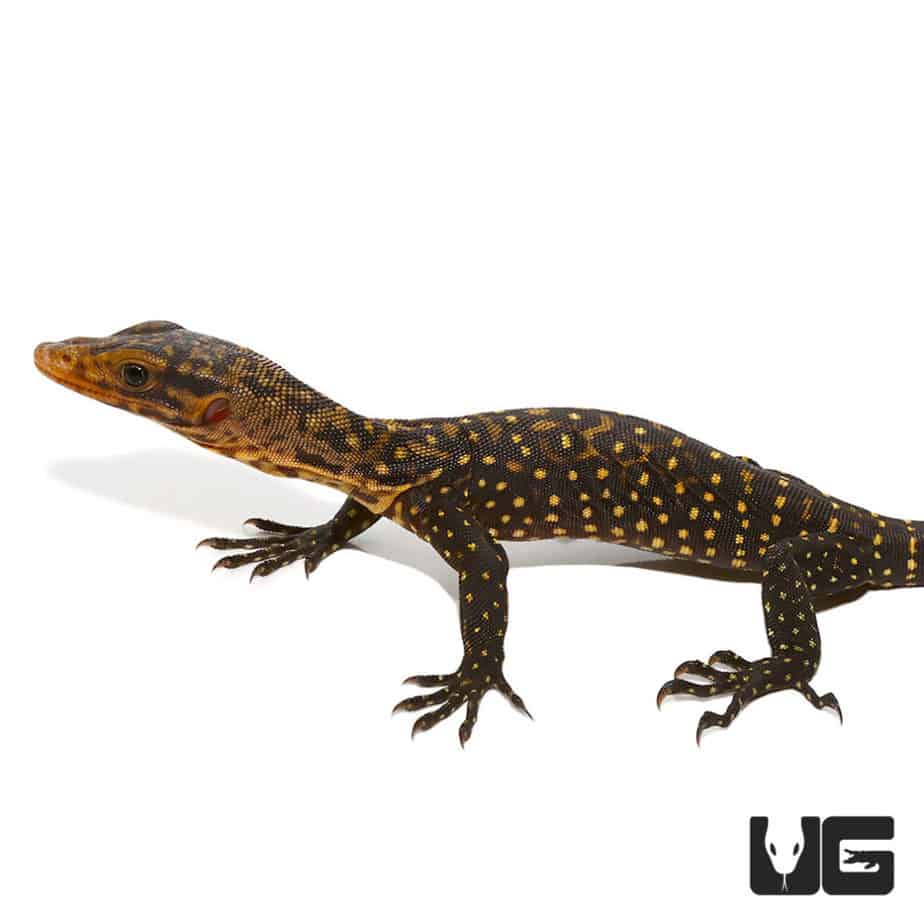 Baby Yellow Quince Monitors (Varanus melinus) For Sale - Underground ...