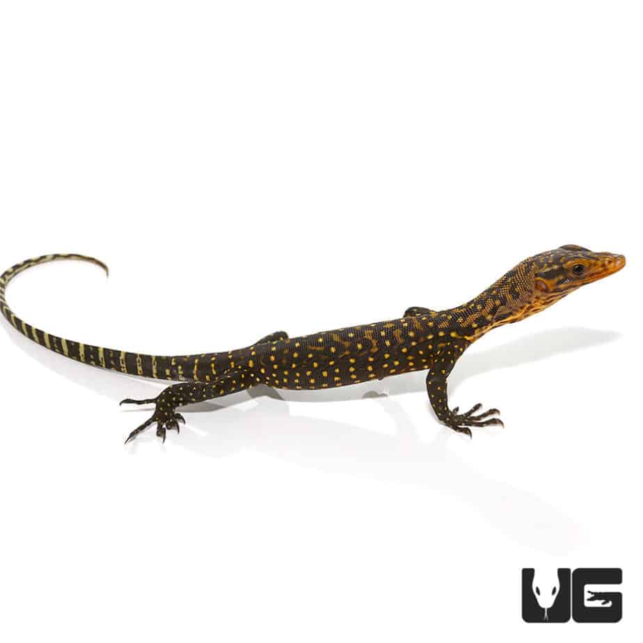 Baby Yellow Quince Monitors (Varanus melinus) For Sale - Underground ...