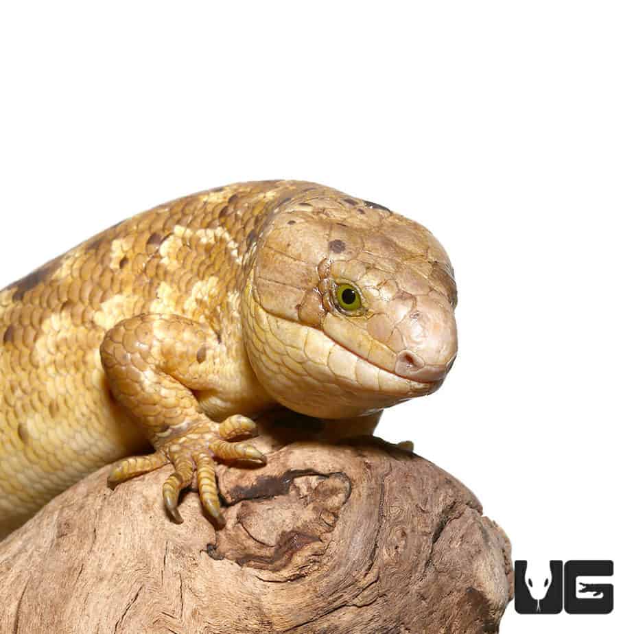 Skinks For Sale - Underground Reptiles