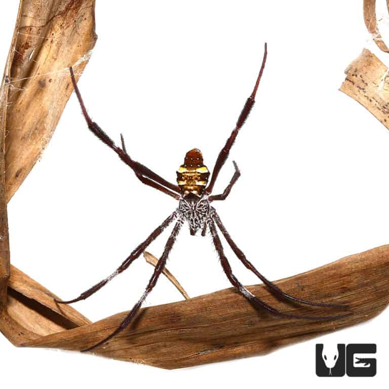 Long Jawed Orb Weaver for sale - Underground Reptiles