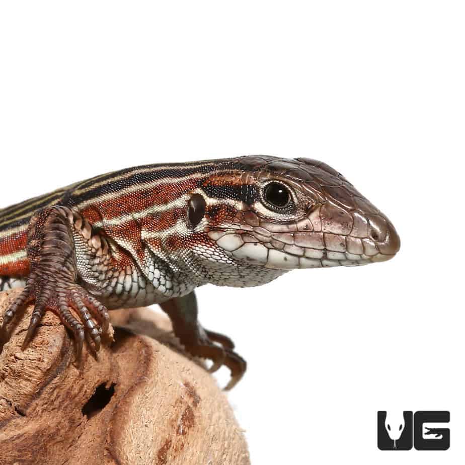 Lizards For Sale - Underground Reptiles