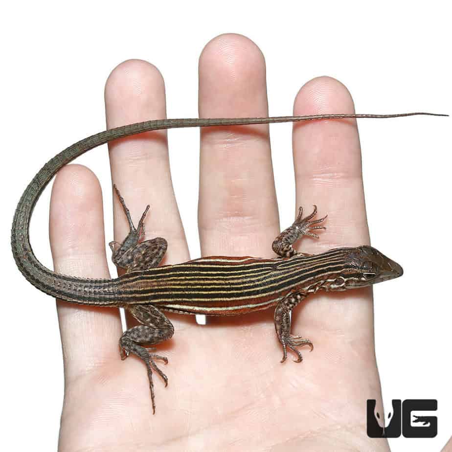 Lizards For Sale - Underground Reptiles