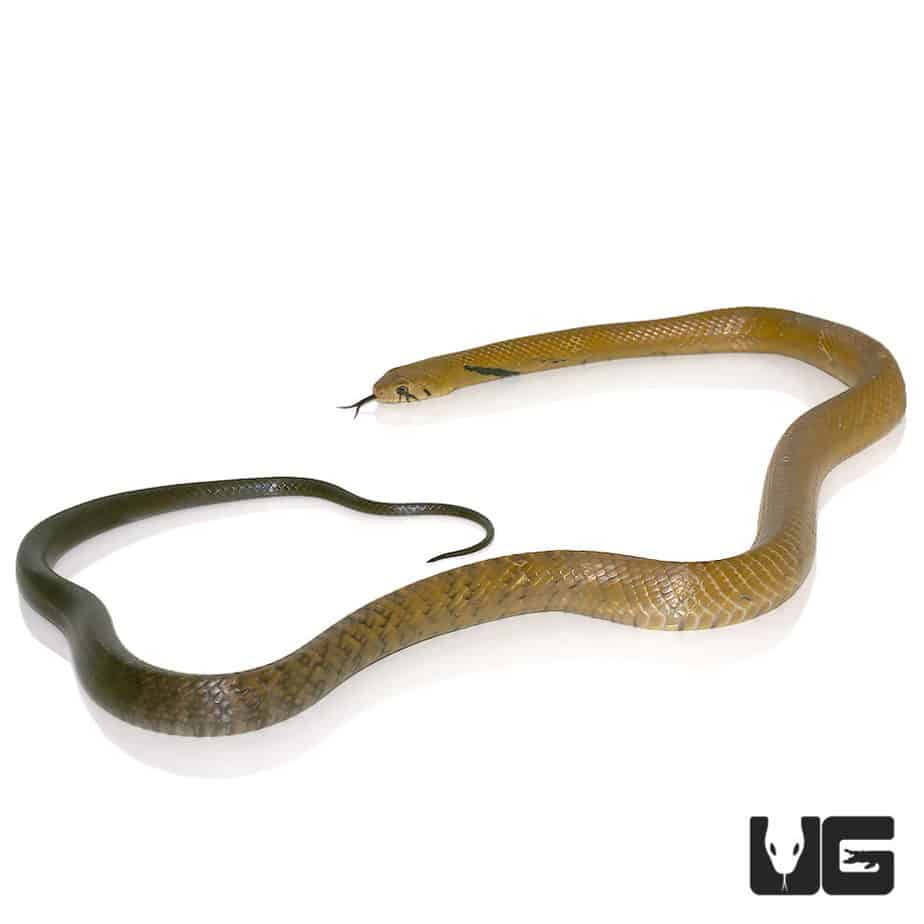 Reptiles for Sale - Snakes, Bearded Dragons, Turtles and More!