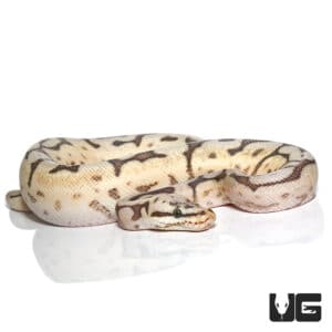 Ball Pythons For Sale - Underground Reptiles