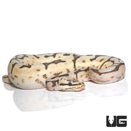 Ball Pythons For Sale - Underground Reptiles