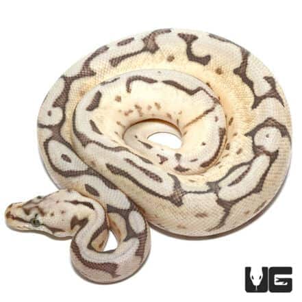 Bumblebee Calico Hypo Leopard Ball Python For Sale - Underground Reptiles