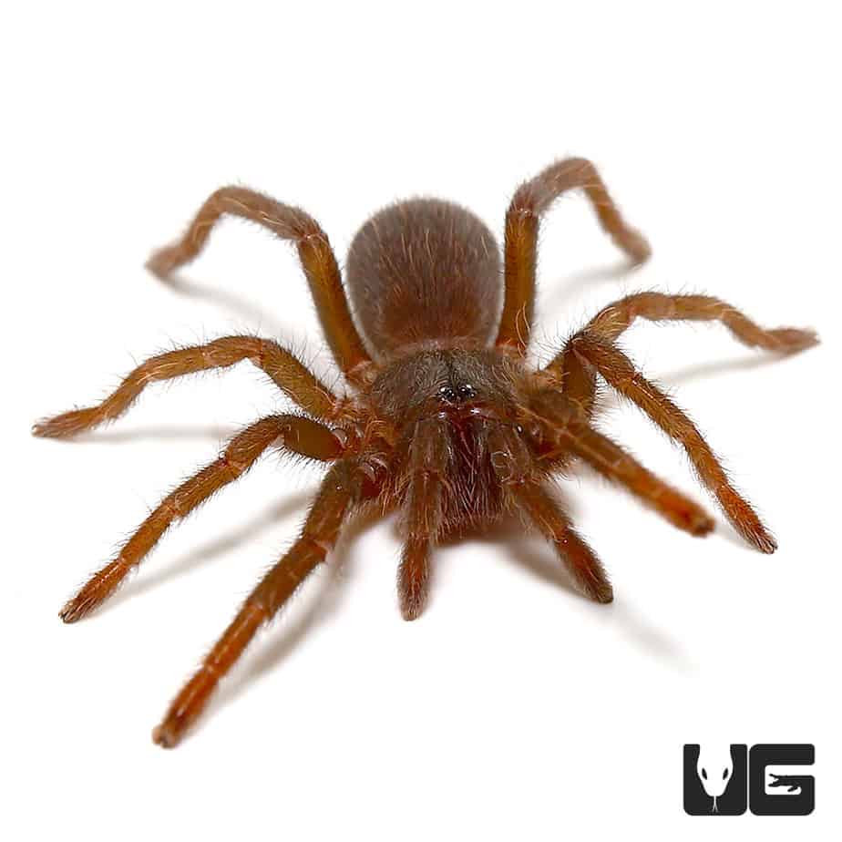 Cameroon Red Baboon Tarantula (Hysterocrates gigas) For Sale ...