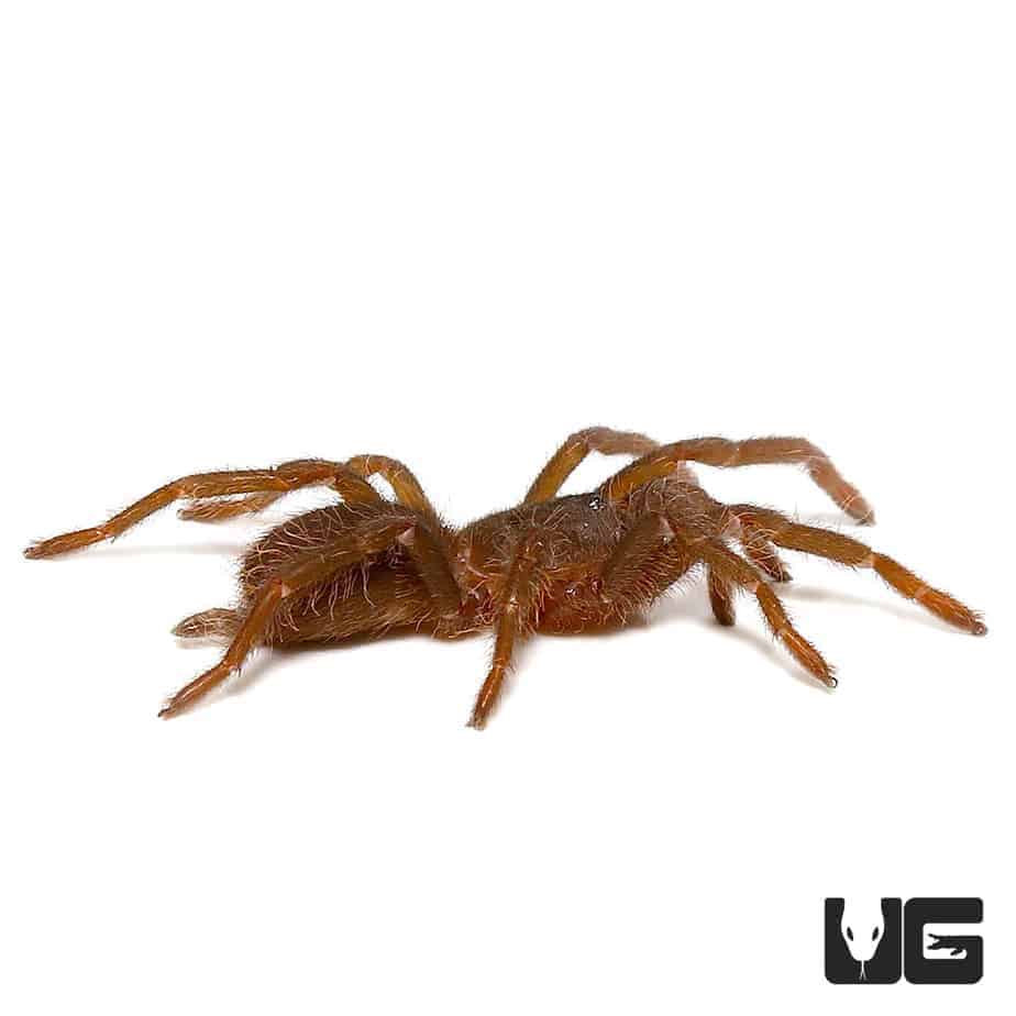 Cameroon Red Baboon Tarantula (Hysterocrates gigas) For Sale ...