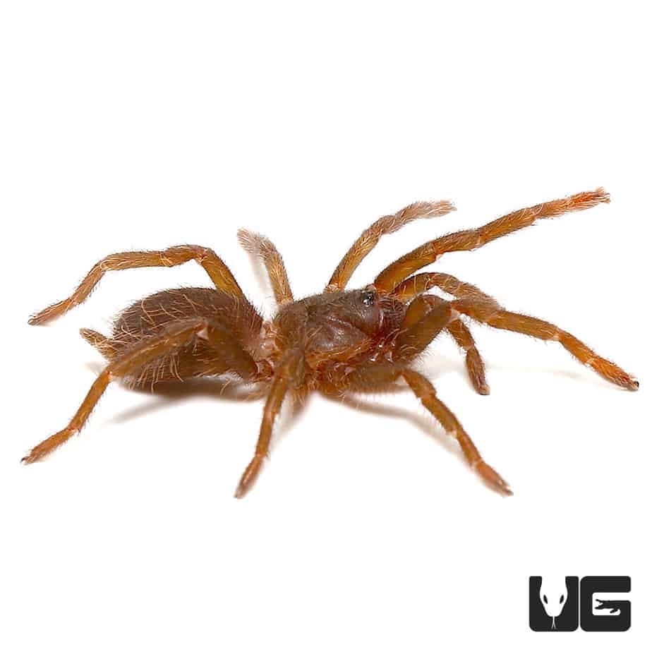 Cameroon Red Baboon Tarantula (Hysterocrates gigas) For Sale ...