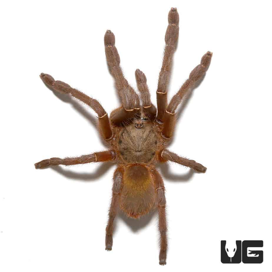 Emerald Skeleton Leg Tarantula (2 - 3'') - Underground Reptiles