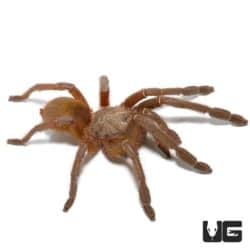 Emerald Skeleton Leg Tarantula (2 - 3'') - Underground Reptiles