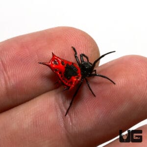 Crown Spider For Sale - Underground Reptiles