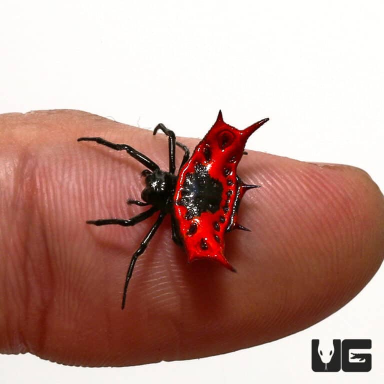 Crown Spider For Sale - Underground Reptiles