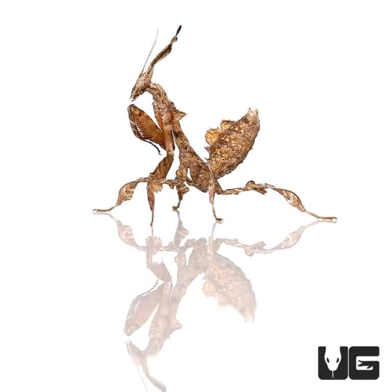 Ghost Mantis For Sale - Underground Reptiles