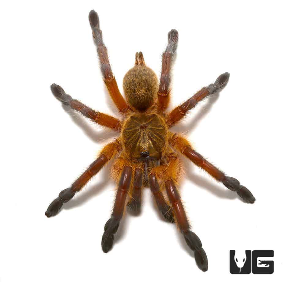 Golden Blue Leg Baboon Tarantula (Harpactira pulchripes) For Sale ...