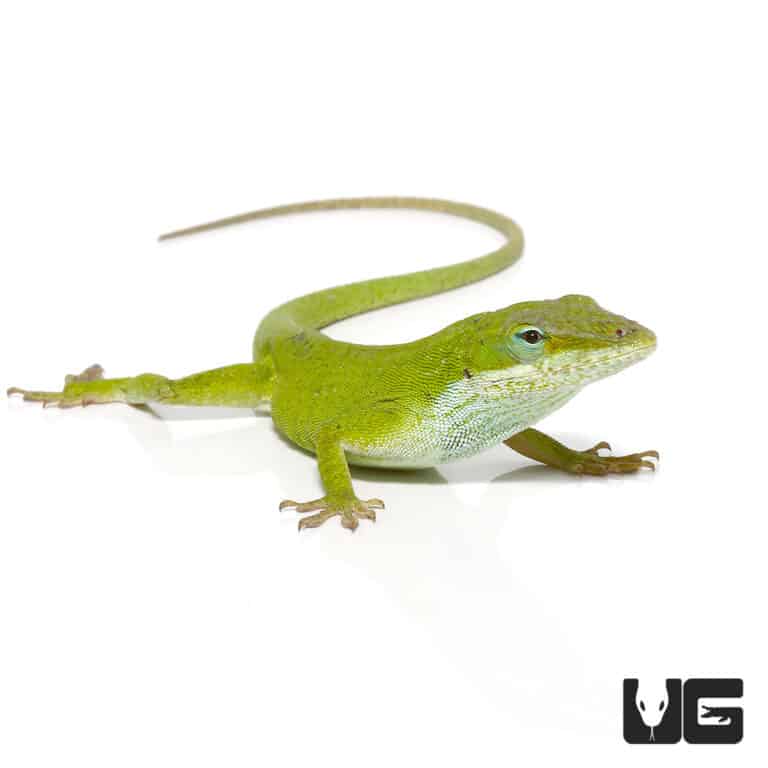 Green Anoles (Anolis carolinensis) For Sale - Underground Reptiles