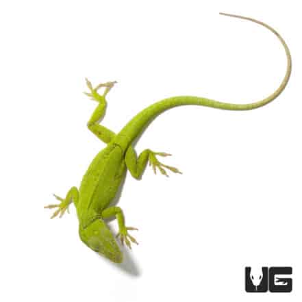 Green Anoles (Anolis carolinensis) For Sale - Underground Reptiles