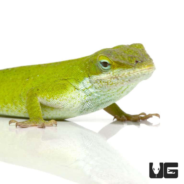 Green Anoles (Anolis carolinensis) For Sale - Underground Reptiles