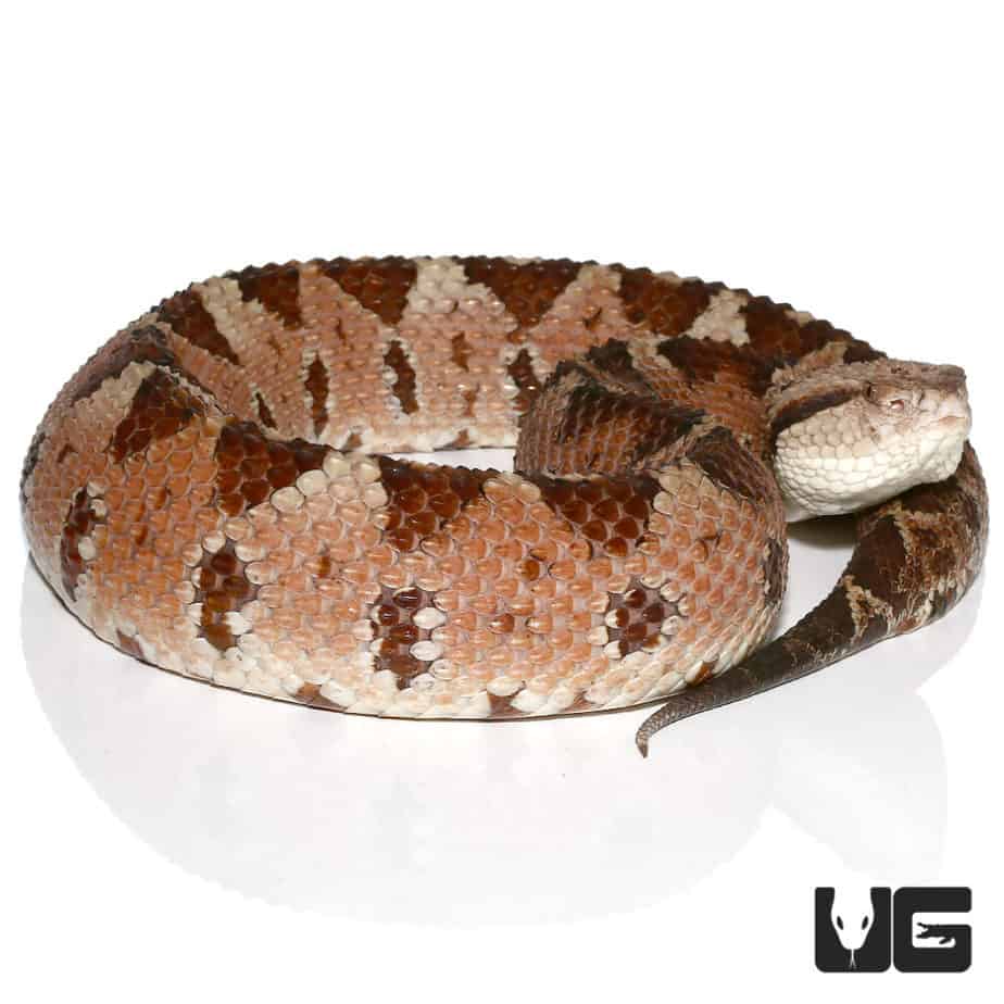Honduran Jumping Pit Vipers (Atropoides Indomitus) For Sale ...