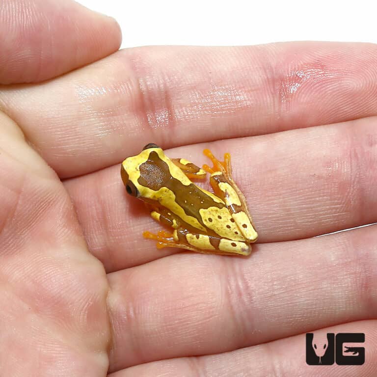 Hourglass Tree Frogs (Dendropsophus ebraccatus) For Sale - Underground ...