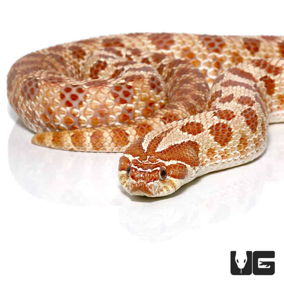Hypo Western Hognose Snakes (Heterodon nasicus) For Sale - Underground ...
