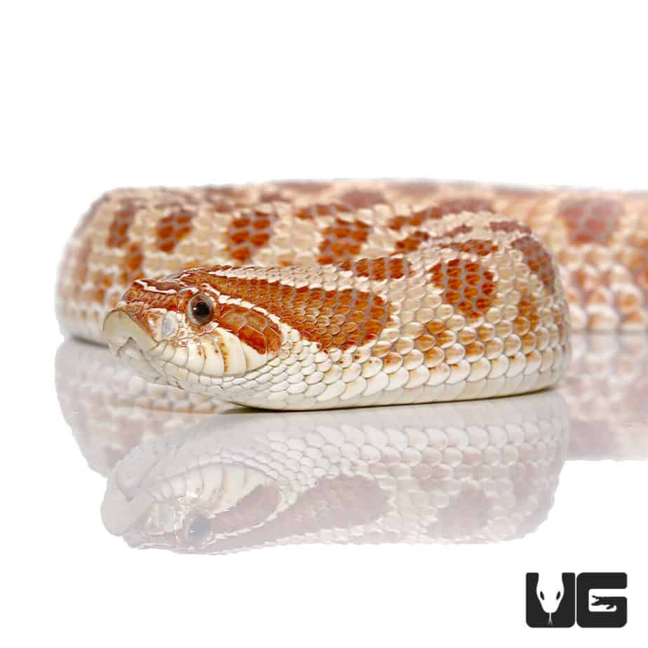 Hypo Western Hognose Snakes (Heterodon nasicus) For Sale - Underground ...