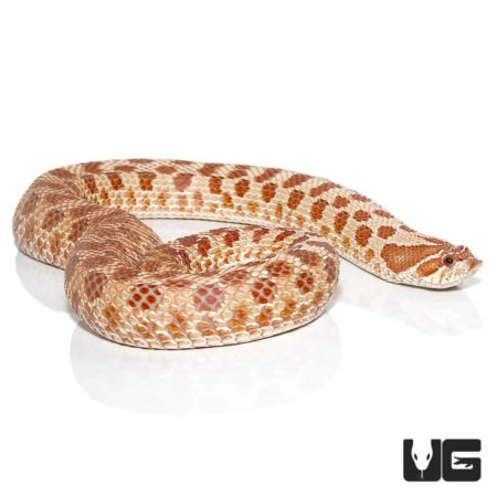 Hypo Western Hognose Snakes (Heterodon nasicus) For Sale - Underground ...