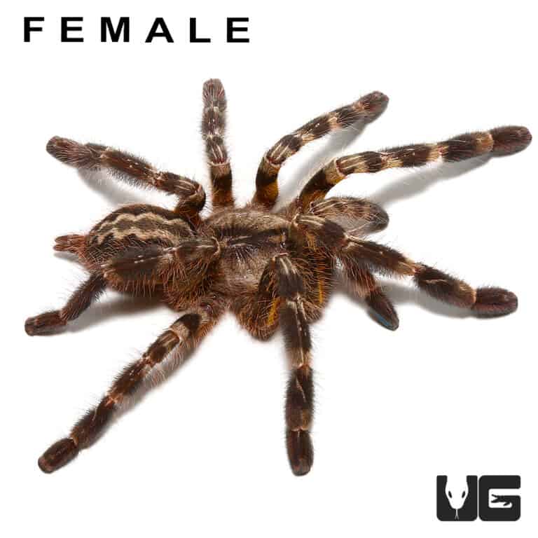 Juvenile Indian Ornamental Tarantulas For Sale - Underground Reptiles