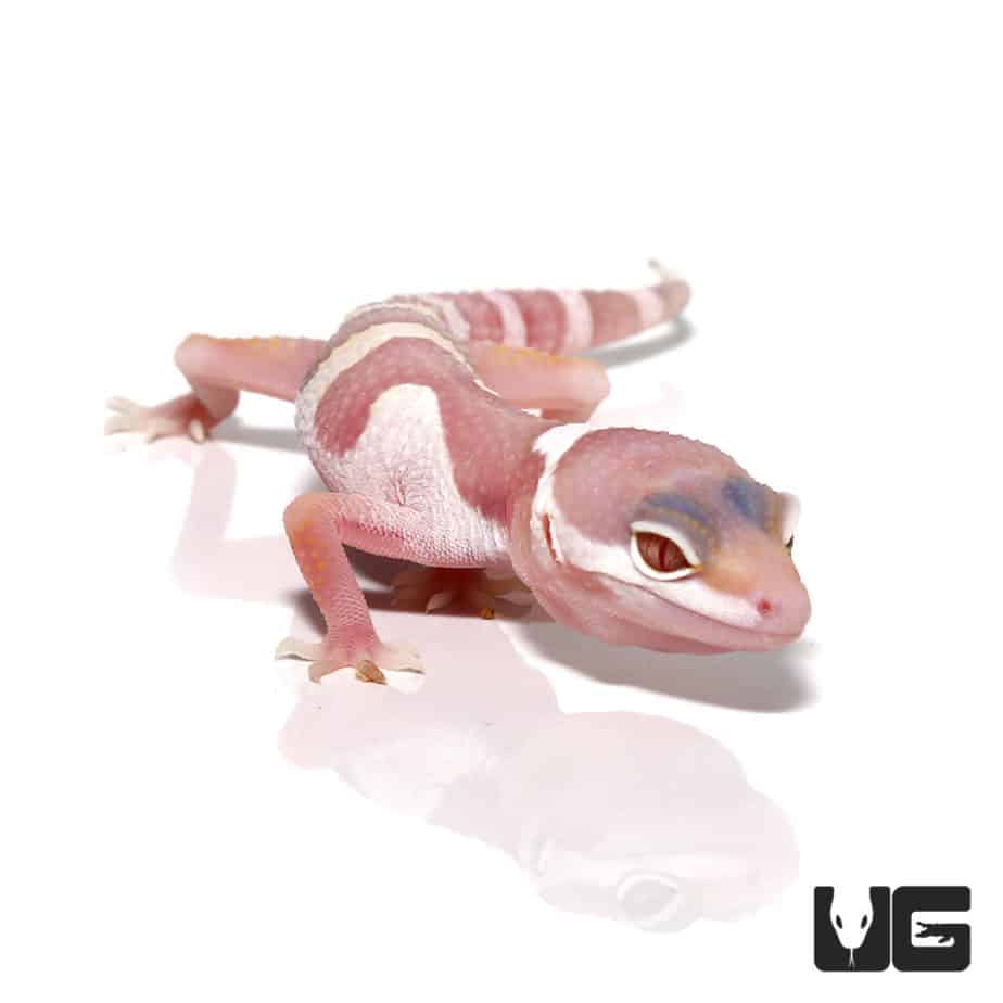 Leopard Geckos For Sale - Underground Reptiles