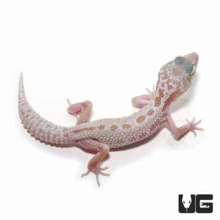 Leopard Geckos For Sale - Underground Reptiles