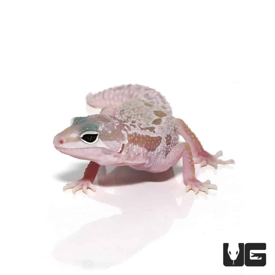 Juvenile Leucistic Mack Snow Leopard Geckos (Eublepharis macularius ...