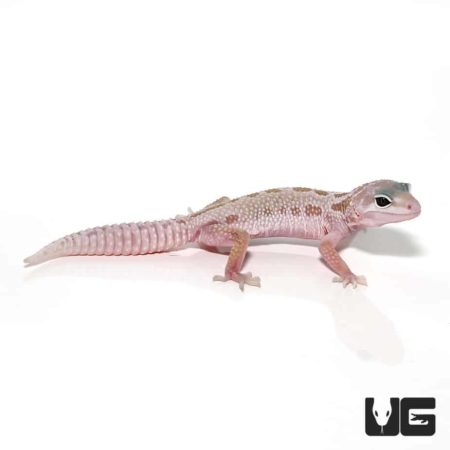Juvenile Leucistic Mack Snow Leopard Geckos (Eublepharis macularius ...