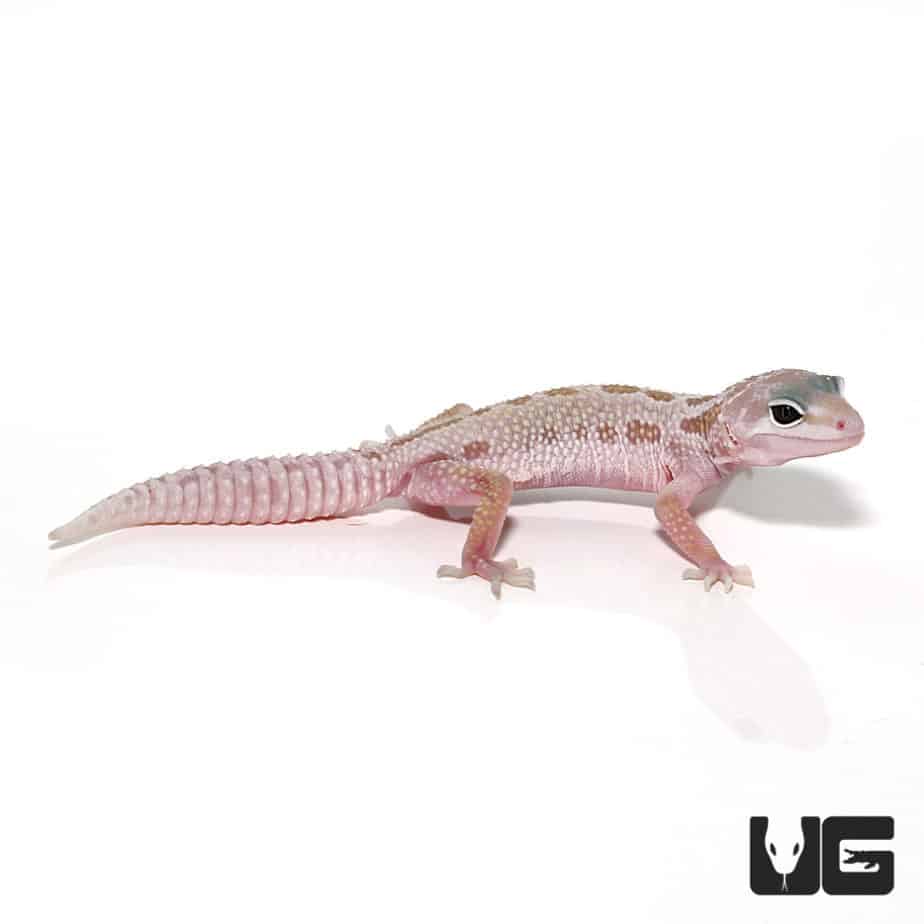 Juvenile Leucistic Mack Snow Leopard Geckos (Eublepharis macularius ...