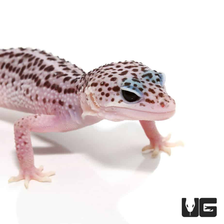 Leopard Geckos For Sale - Underground Reptiles