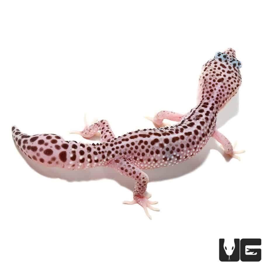 Leopard Geckos For Sale - Underground Reptiles