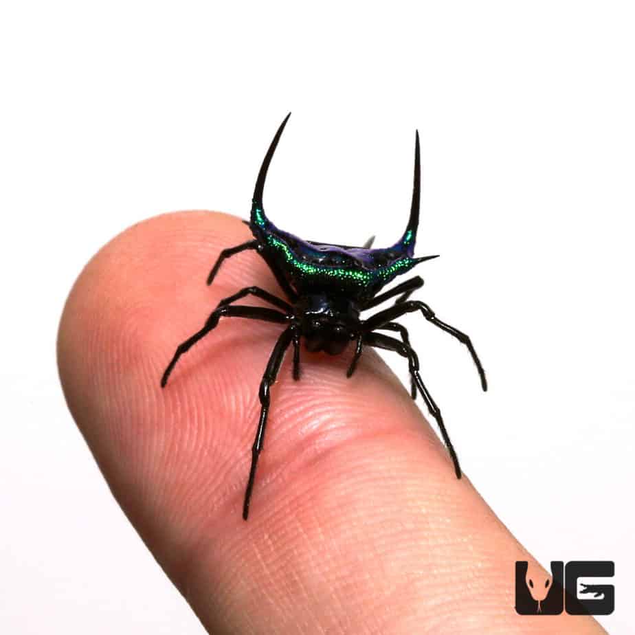 Crown Spider For Sale - Underground Reptiles