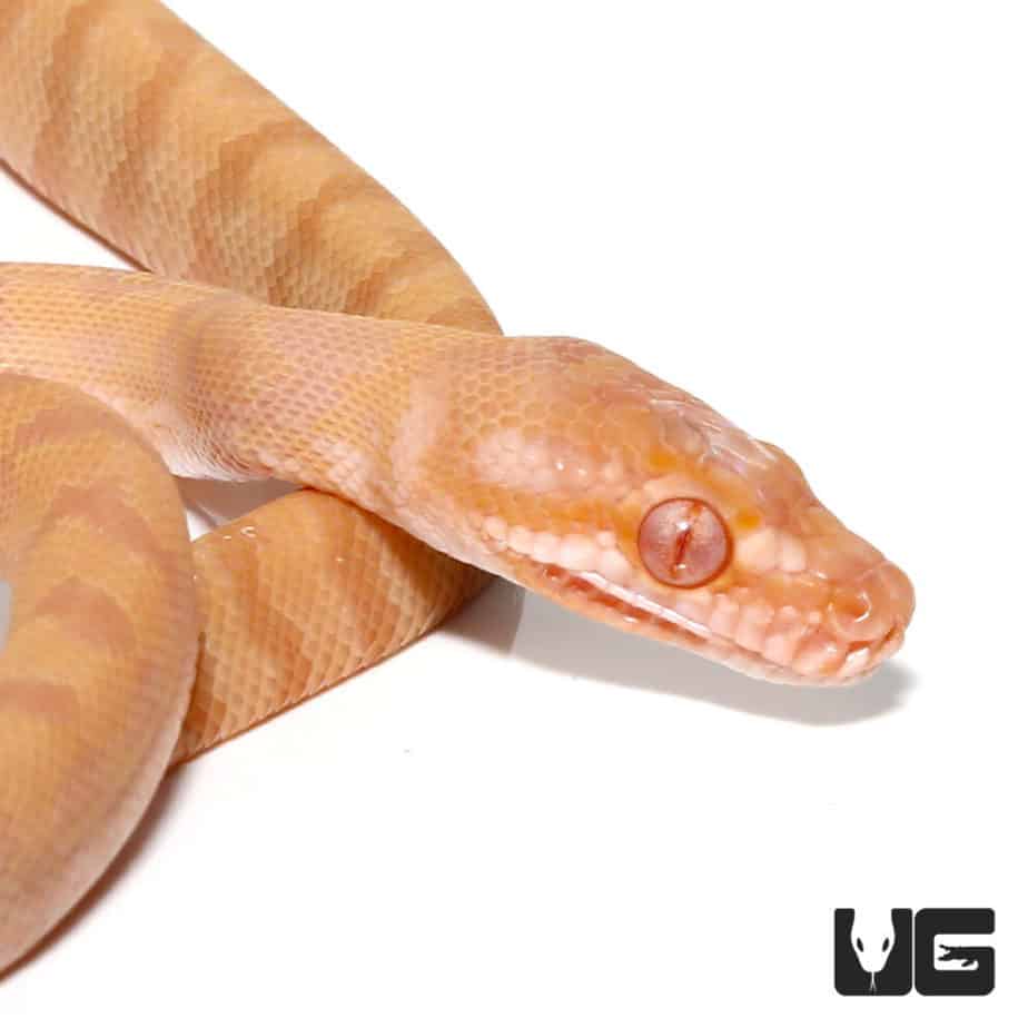 Baby Albino Darwin's Carpet Python For Sale - Underground Reptiles