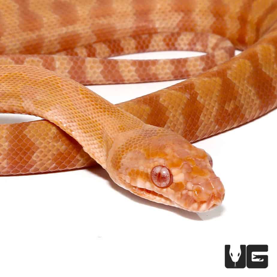 Baby Albino Tiger Darwin's Carpet Python - Underground Reptiles