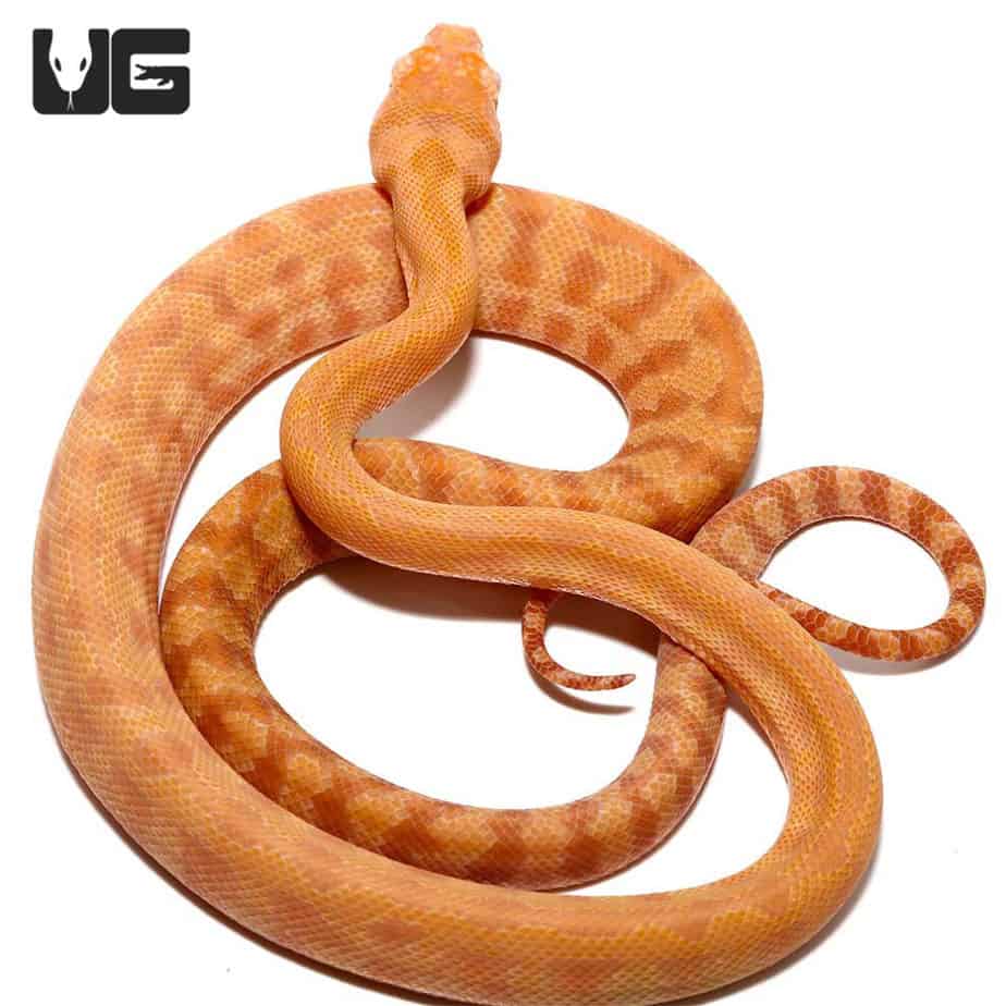 Baby Albino Tiger Darwin's Carpet Python - Underground Reptiles