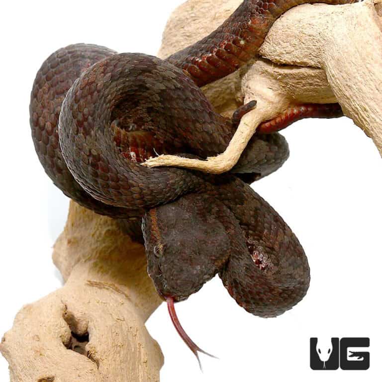 Venomous Snakes & Lizards For Sale - Underground Reptiles