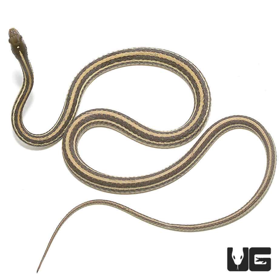 Ribbon Snakes For Sale - Underground Reptiles