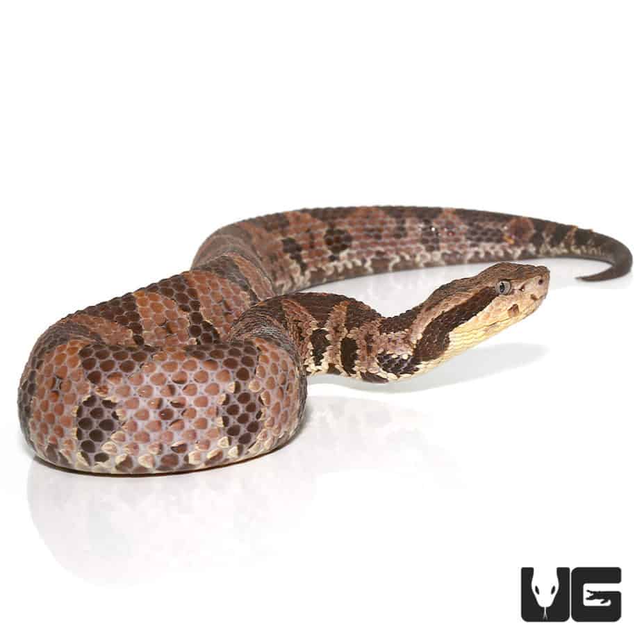Venomous Snakes & Lizards For Sale - Underground Reptiles