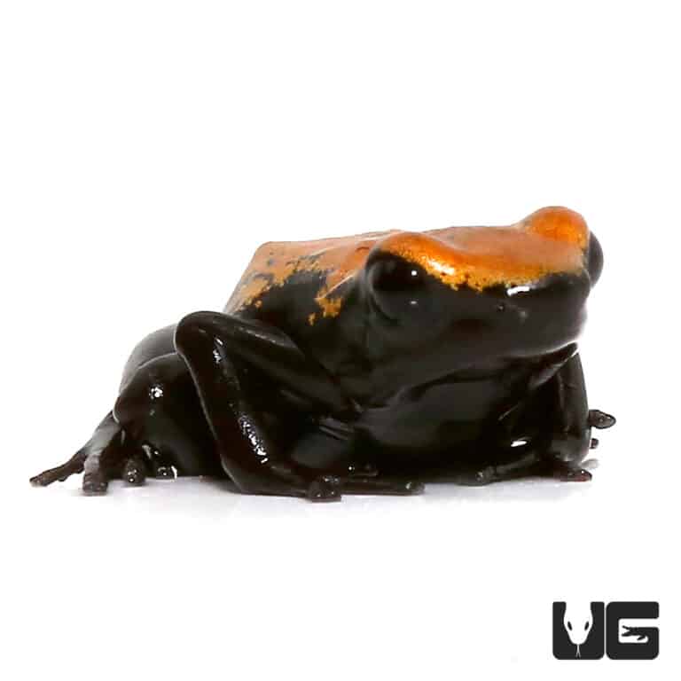 Dart Frogs and Mantellas For Sale - Underground Reptiles