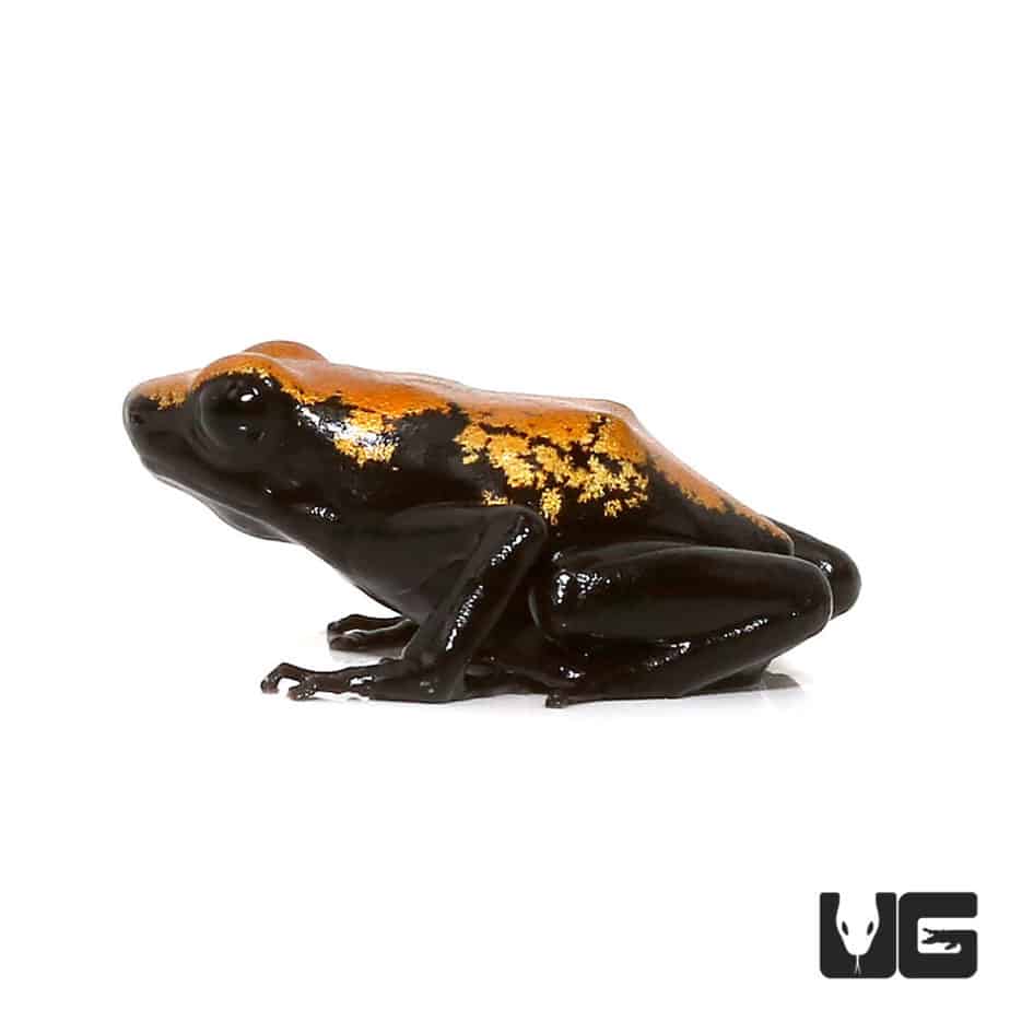 Orange Splash Back Dart Frogs (Adelphobates galactonotus) For Sale ...