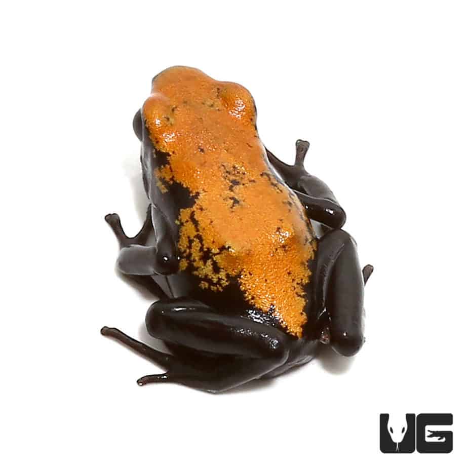 Orange Splash Back Dart Frogs (Adelphobates galactonotus) For Sale ...