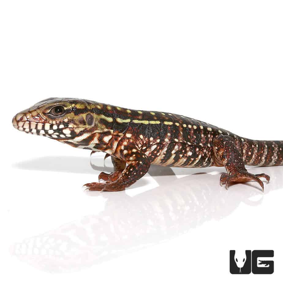 Baby Silver Panther Tegu for Sale - Underground Reptiles