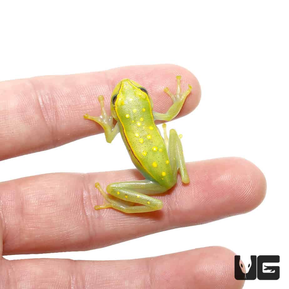 Polka Dot Tree Frog (Hypsiboas punctatus) For Sale - Underground Reptiles