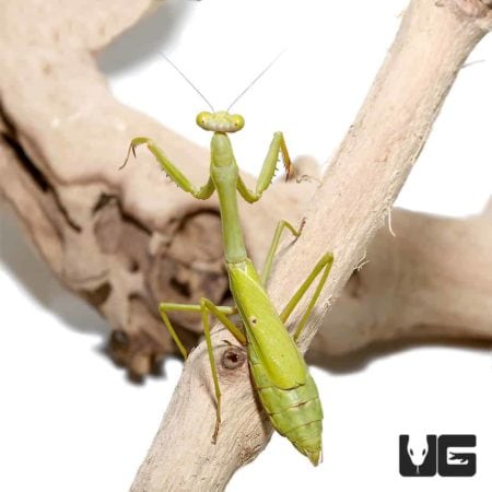 Mantis For Sale - Underground Reptiles