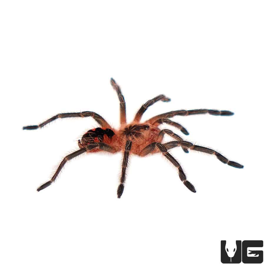 Purple Starburst Birdeater Tarantula (Pamphobeteus machala) For Sale ...