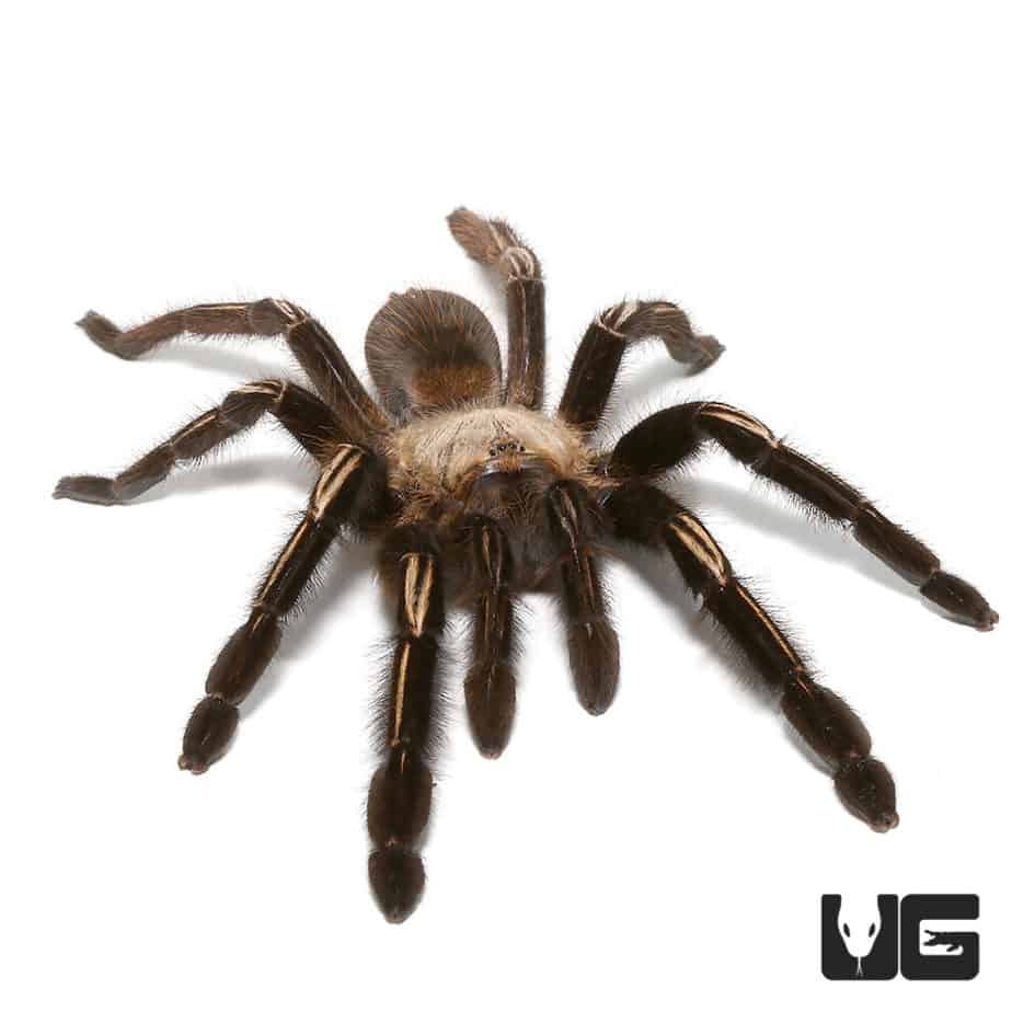 Skeleton Leg Tarantula (2 - 3'') - Underground Reptiles